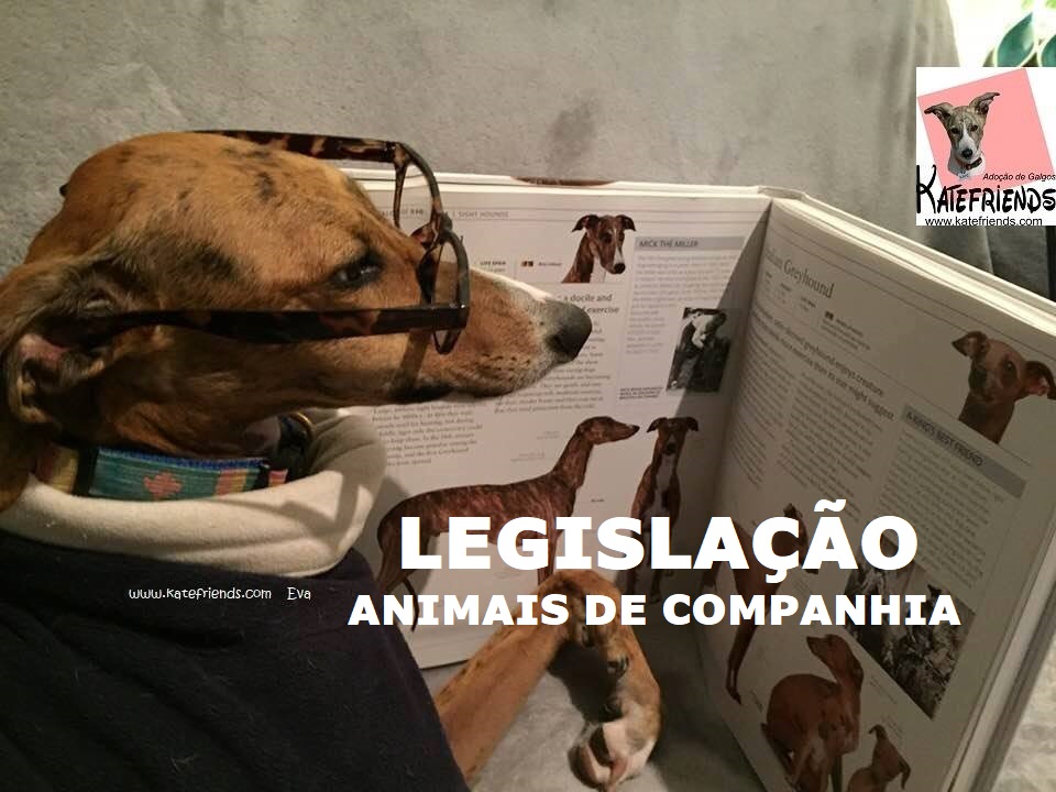 LEGISLAÇÃO SOBRE ANIMAIS DE COMPANHIA- SAIBA TUDO – Katefriends