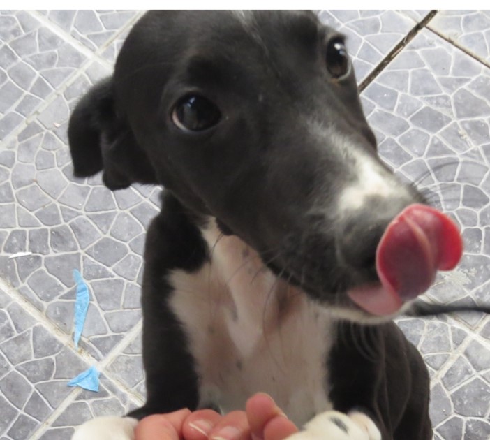 ADOTADOS OS 8 bebés com 4 meses filhotes de Galgo e Perdigueira ...
