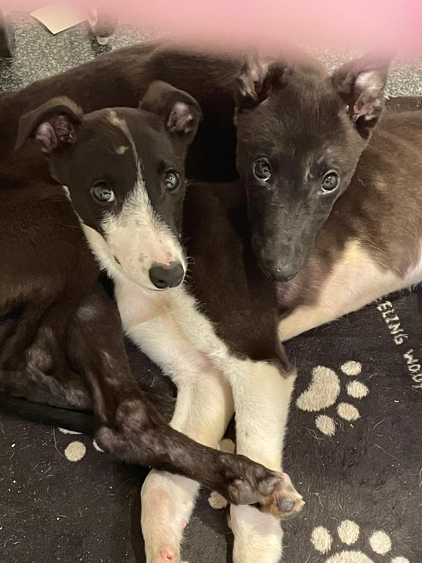 ADOTADAS GALGOS BEBÉS FOXY E GOA COM 3 MESES E MEIO – Katefriends