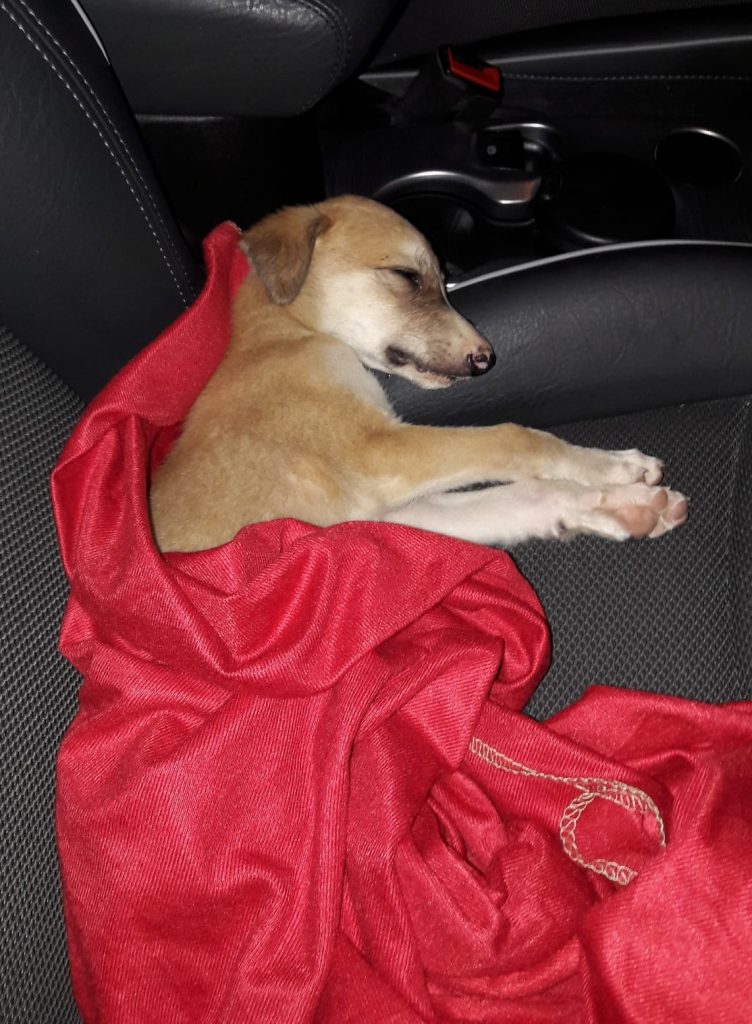 ADOTADO GALGO BÉBE FRODO COM 1 MÊS E MEIO – Katefriends