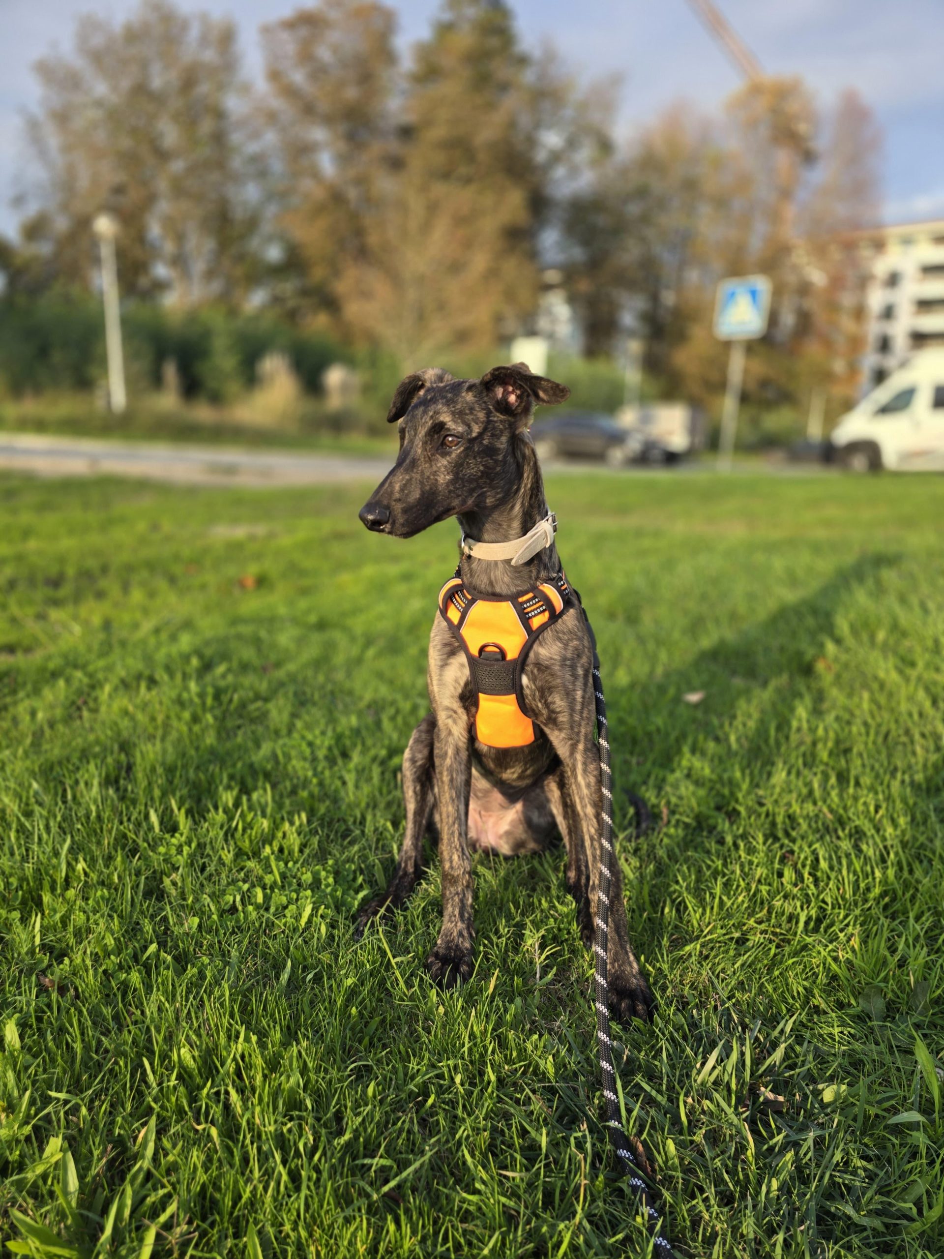 ADOTADA MEL GREYHOUND 4 MESES – Katefriends